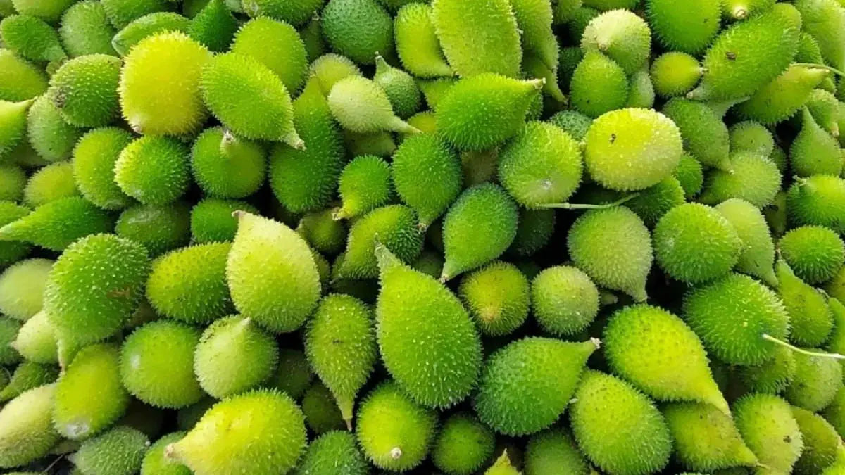 Kantola (Spiny Gourd): A Superfood for Health and a Profitable Crop fo ...